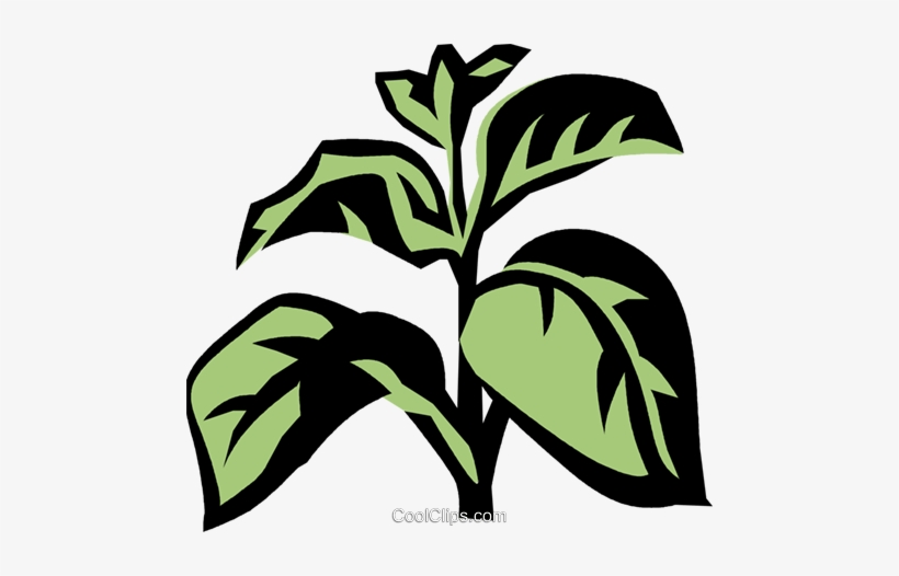 Basil Royalty Free Vector Clip Art Illustration - Cell PNG Image ...