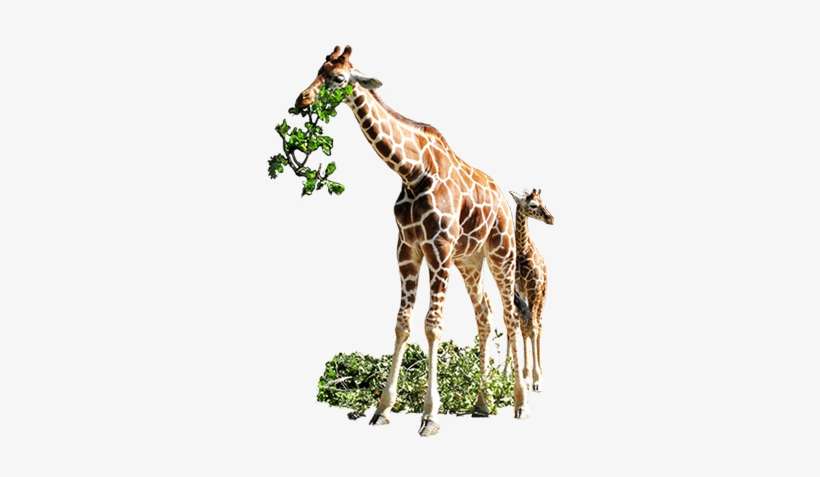 Giraffe Eating Leaves Png - Giraffe Eating Grass Clipart PNG Image ...