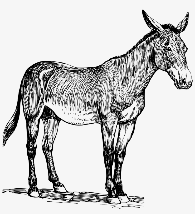 Mule - Drawing Of A Mule PNG Image | Transparent PNG Free Download on ...