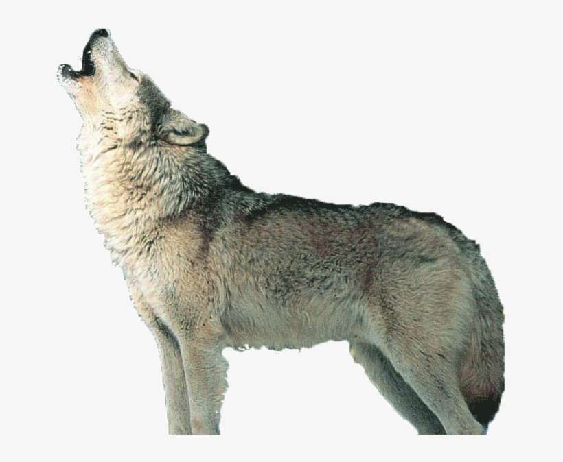 Download Wolf Howl Png - Wolf Howling Png | Transparent PNG Download ...