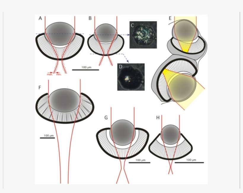 Geometrical Model And Optics Of The Lens Eyes - Animation PNG Image ...