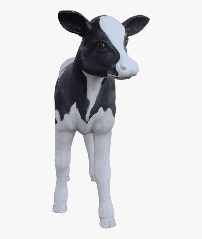 Holstein Cow And Calf