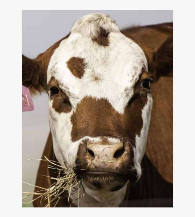 Calf PNG Image | Transparent PNG Free Download on SeekPNG