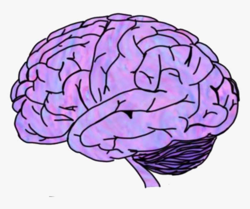 Brain Sticker PNG Image | Transparent PNG Free Download on SeekPNG