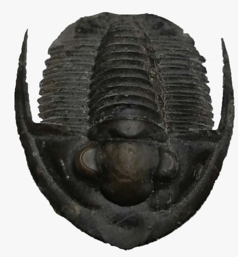 Trilobite PNG Image | Transparent PNG Free Download on SeekPNG
