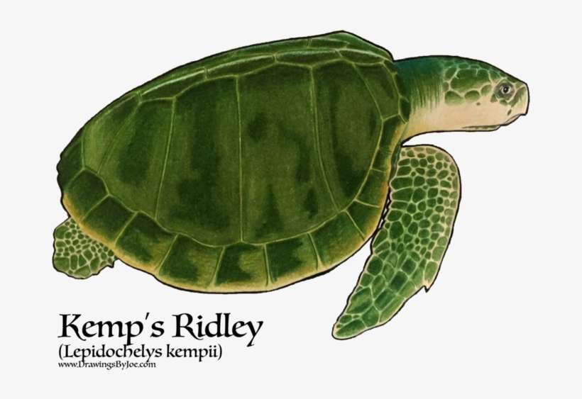 Hawksbill Sea Turtle PNG Image | Transparent PNG Free Download on SeekPNG