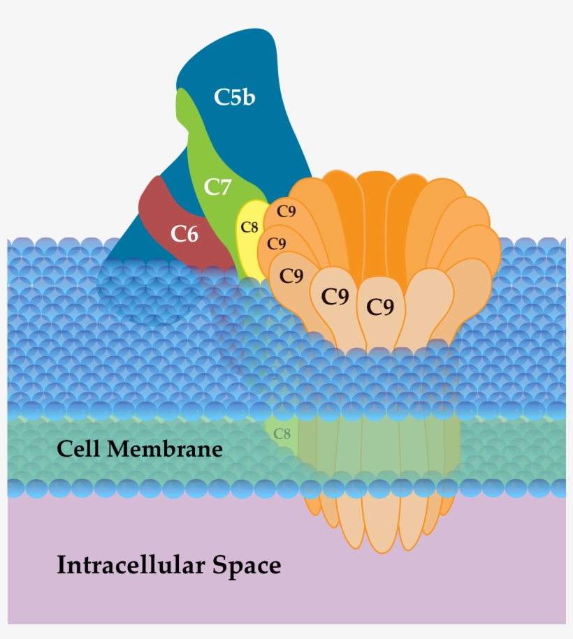 Membrane Attack Complex - Complement Membrane Attack Complex PNG Image ...