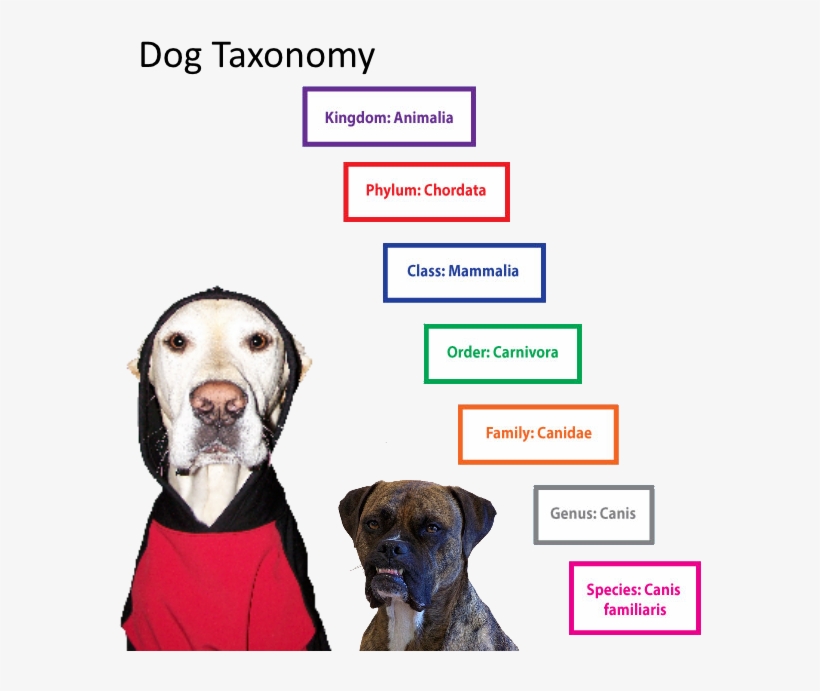 Dog Classification PNG Image | Transparent PNG Free Download on SeekPNG