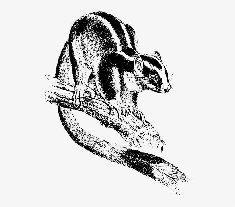 Opossum PNG Image | Transparent PNG Free Download on SeekPNG