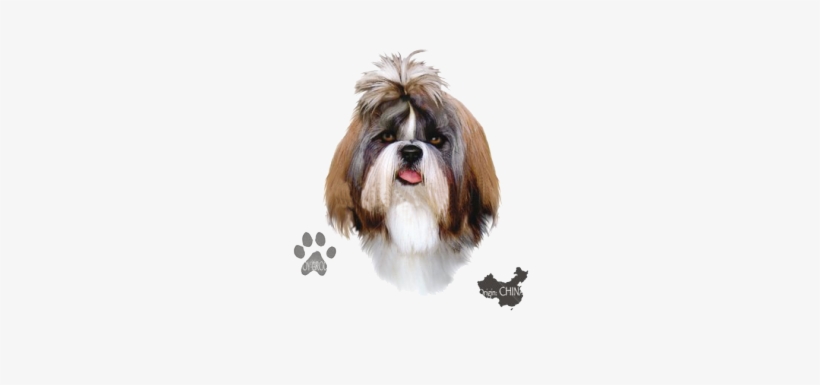 Shih Tzu PNG Image | Transparent PNG Free Download on SeekPNG