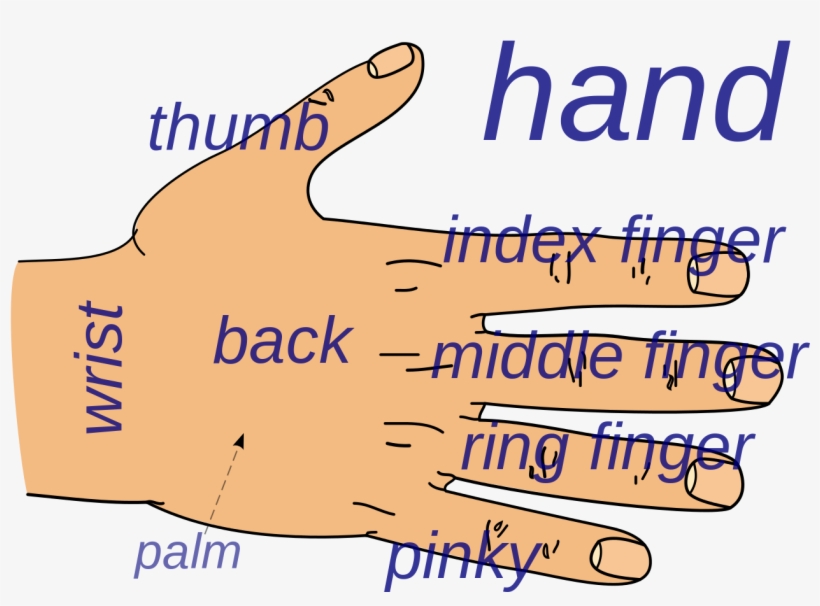 File - Hand Parts - En - Svg - Parts Of The Hands Names PNG Image ...