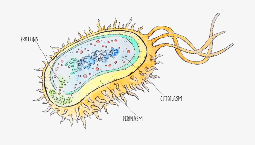 The Company Focuses On Developing Broad Host Range - Diagram PNG Image ...