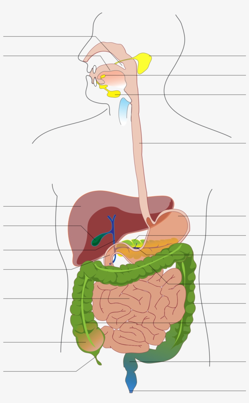 Open - Digestive System Diagram No Labels PNG Image | Transparent PNG ...