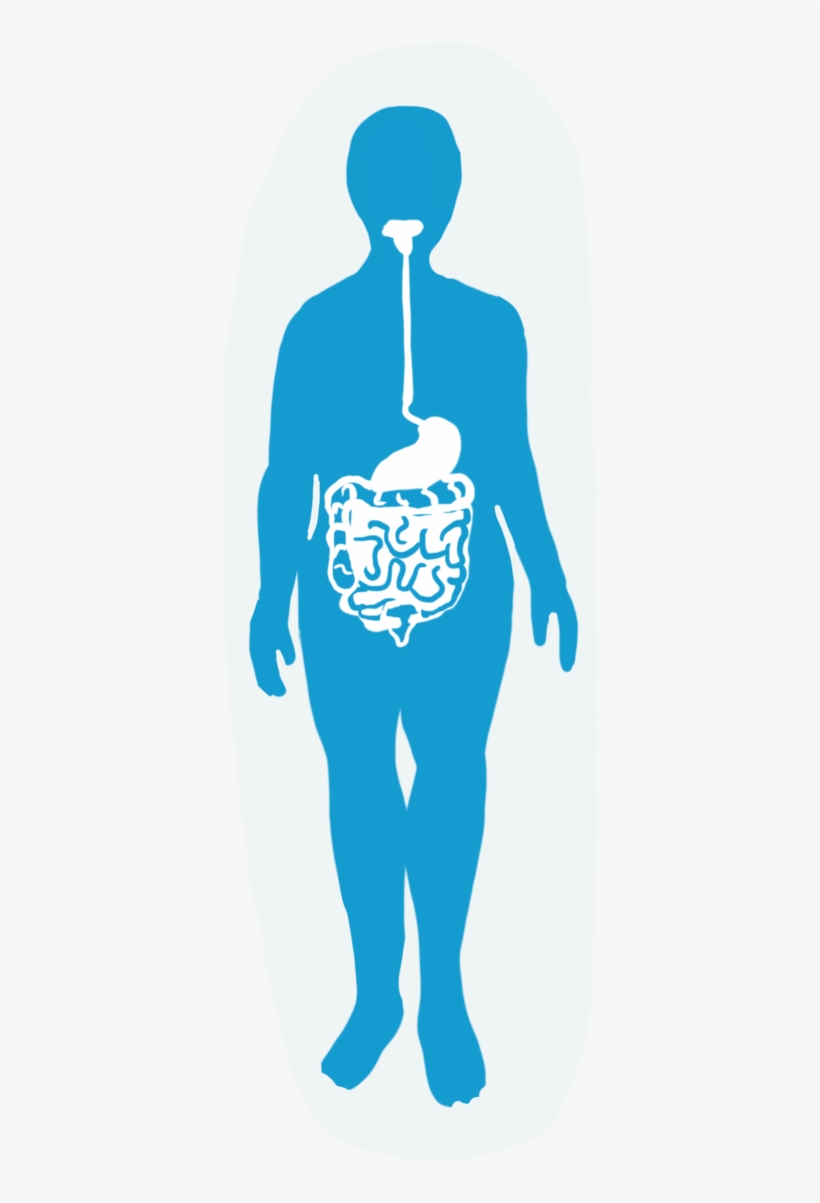 Digestive System - Illustration PNG Image | Transparent PNG Free ...