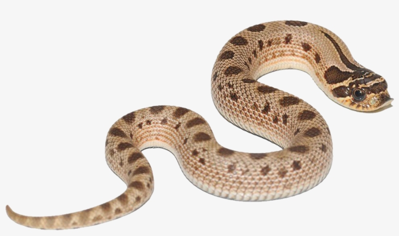 Jiboia Png PNG Image | Transparent PNG Free Download on SeekPNG