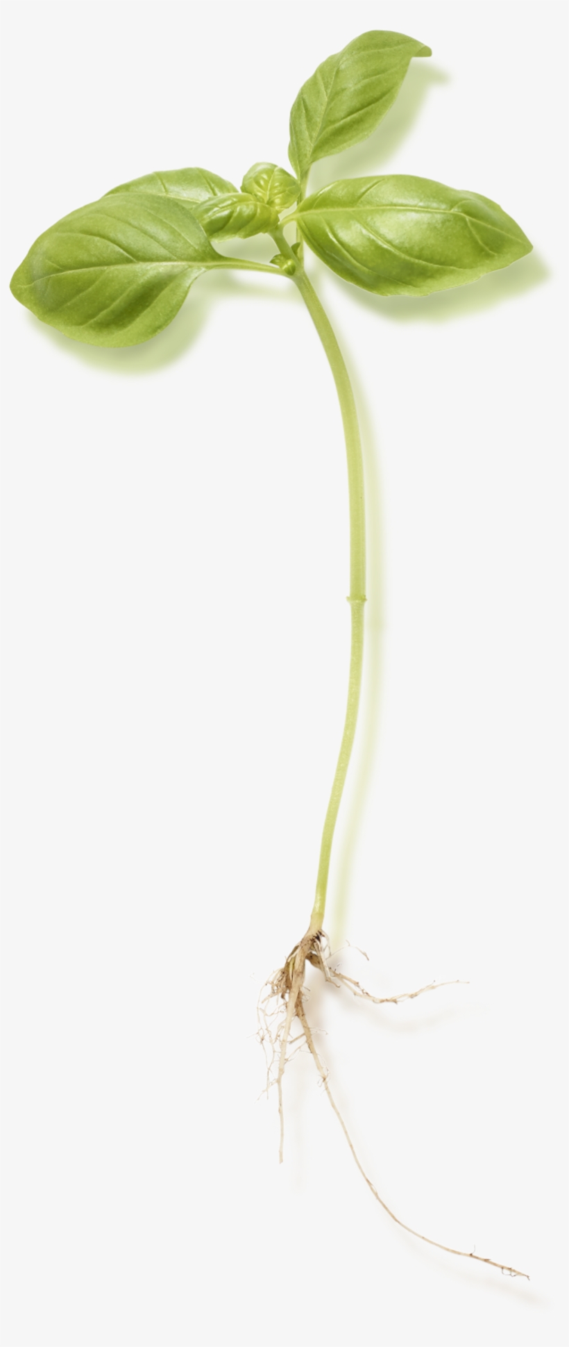 Images - Root PNG Image | Transparent PNG Free Download on SeekPNG