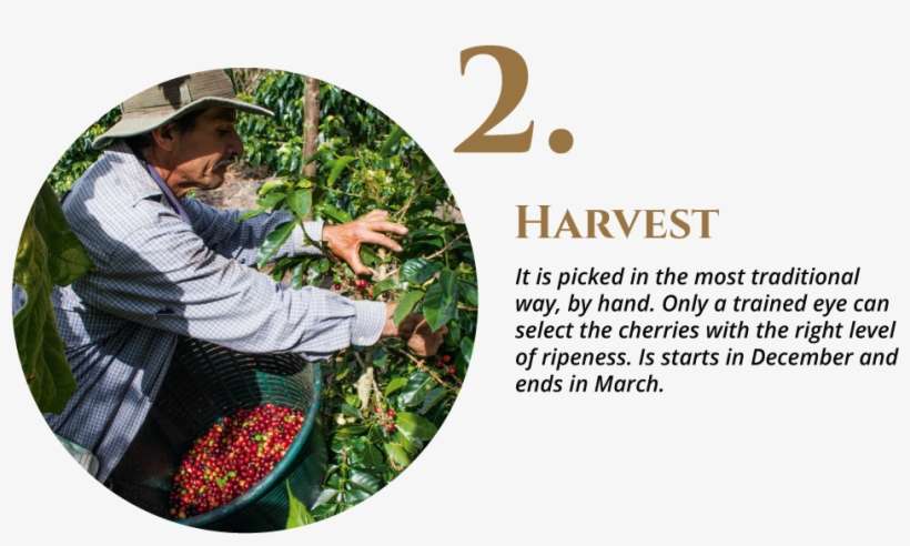 Download Coffee Production Process - Tree | Transparent PNG Download ...