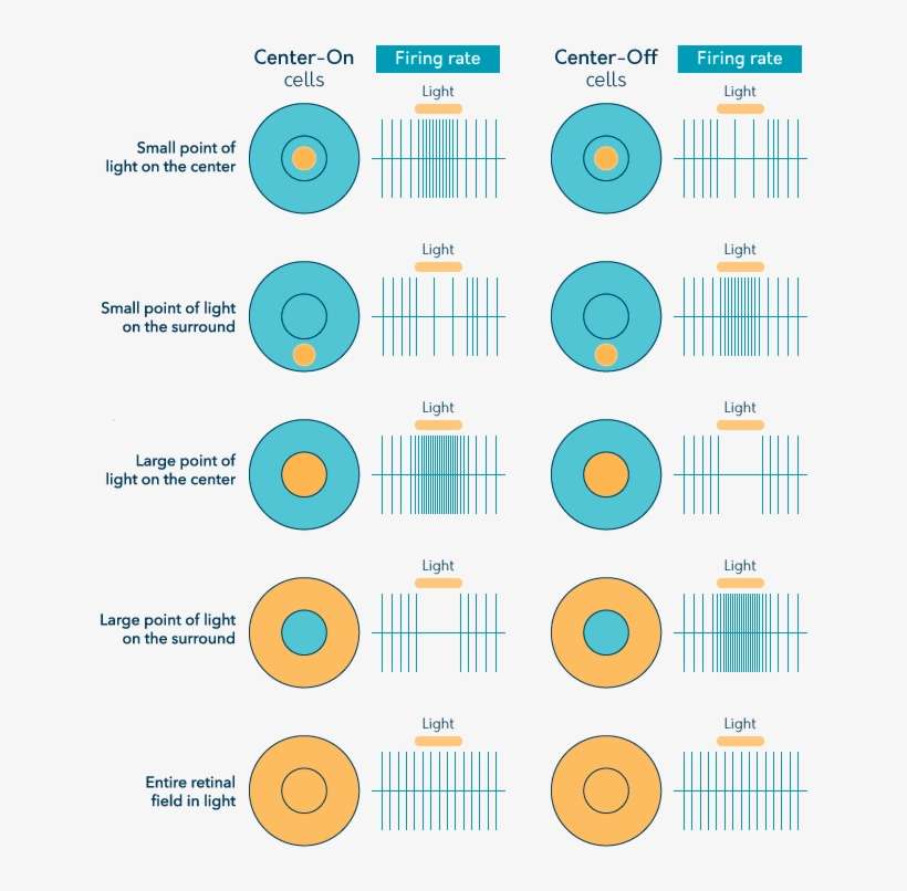 This Image Shows Differing Firing Rates Of Cells With - Circle PNG ...