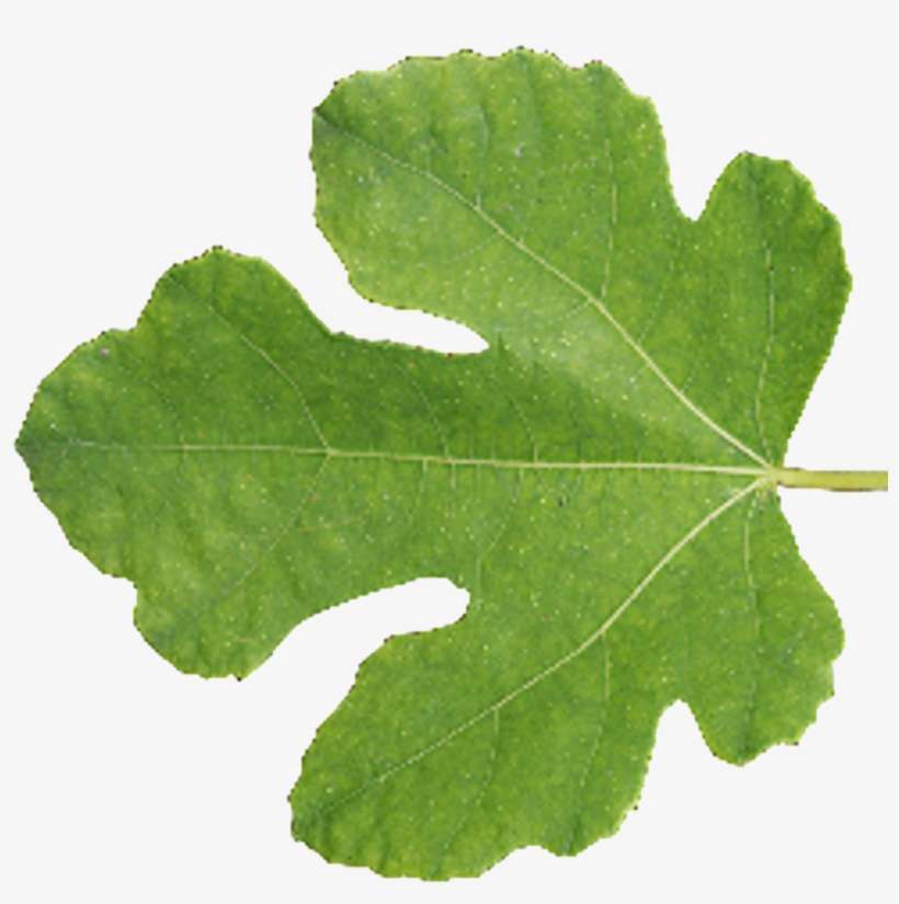 Leaf Texture Png - Transparent Leaf Texture Blender PNG Image ...