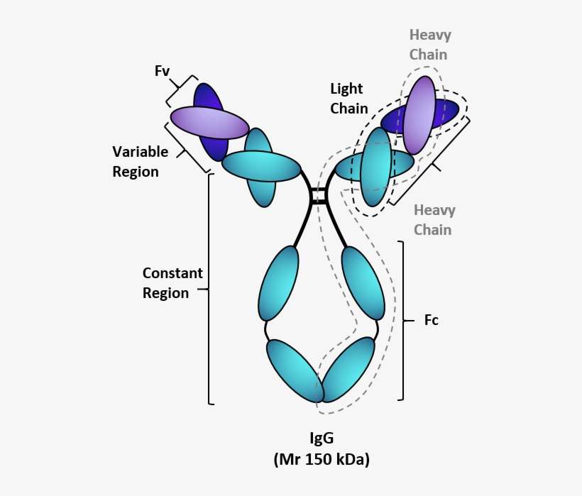 Tebu-bio's Monoclonal Antibodies - Therapeutic Monoclonal Antibodies ...