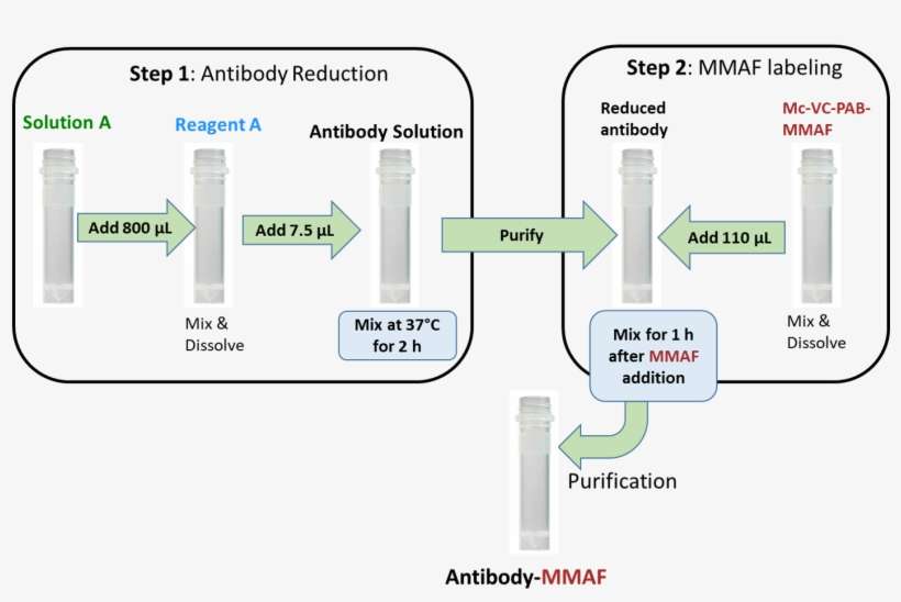Protocol Cm11425 Antibody Mmaf - Diagram PNG Image | Transparent PNG ...