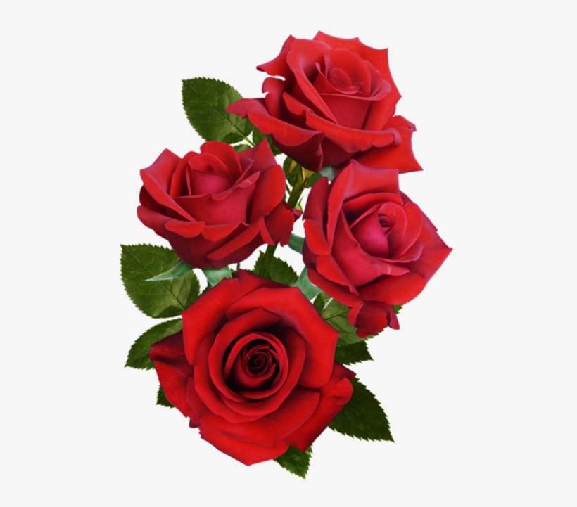 Beautiful Red Rose Flowers PNG Image | Transparent PNG Free Download on ...