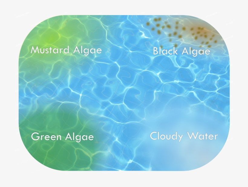 Cloudywatergraphic02 - Green Vs Mustard Algae PNG Image | Transparent PNG Free Download on SeekPNG