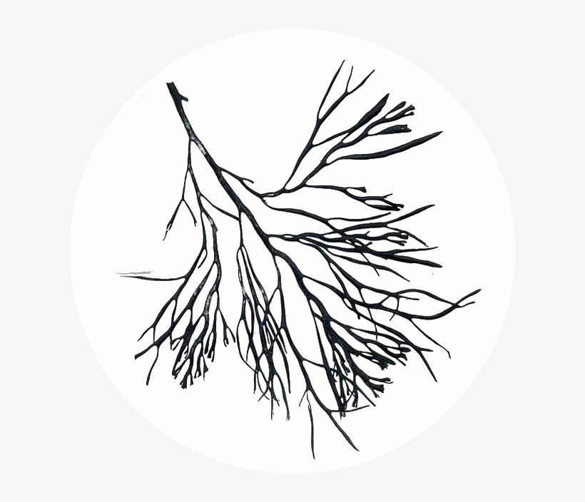 Algae - Circle PNG Image | Transparent PNG Free Download on SeekPNG