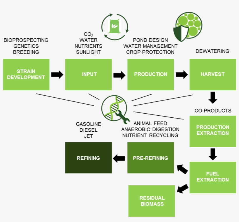 Algae Biofuel Production Life Cycle Research Areas - Algal Biofuels PNG ...