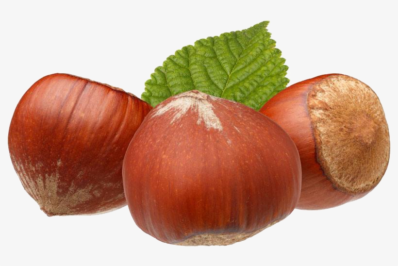 1000 X 727 3 - Chestnut PNG Image | Transparent PNG Free Download on ...