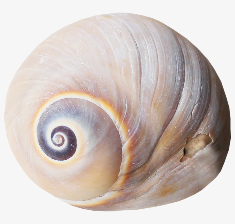 Download Фотки Just For Fun, Anchor, Nautical, Shells, Navy - Shell ...