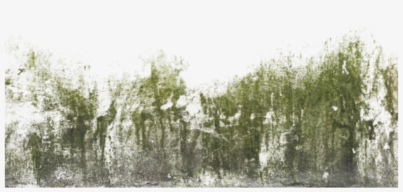 Moss Texture PNG Images | PNG Cliparts Free Download on SeekPNG