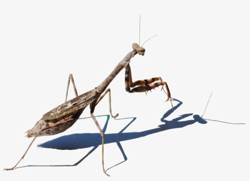 Mantis Png Picture - Stock Photography PNG Image | Transparent PNG Free ...