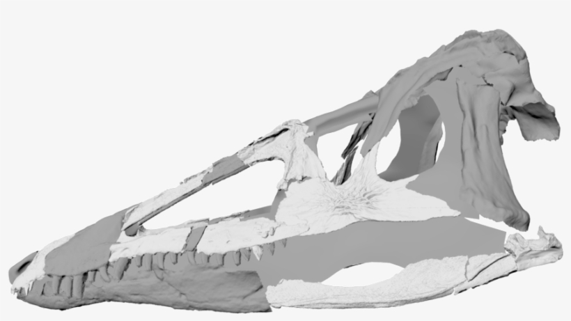 Carolina Butcher PNG Image | Transparent PNG Free Download on SeekPNG