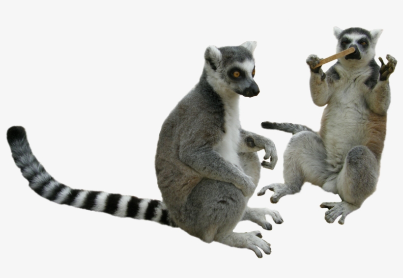 Download Lemur Png, Download Png Image With Transparent Background ...