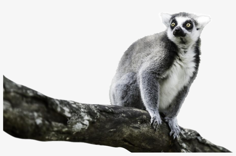 Lemur White Background PNG Image | Transparent PNG Free Download on SeekPNG