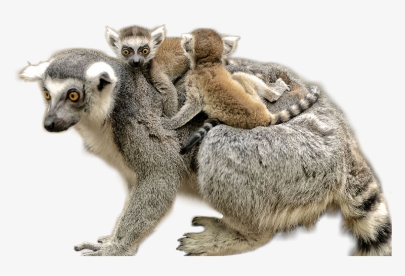 Newborn Ring Tailed Lemur PNG Image | Transparent PNG Free Download on ...