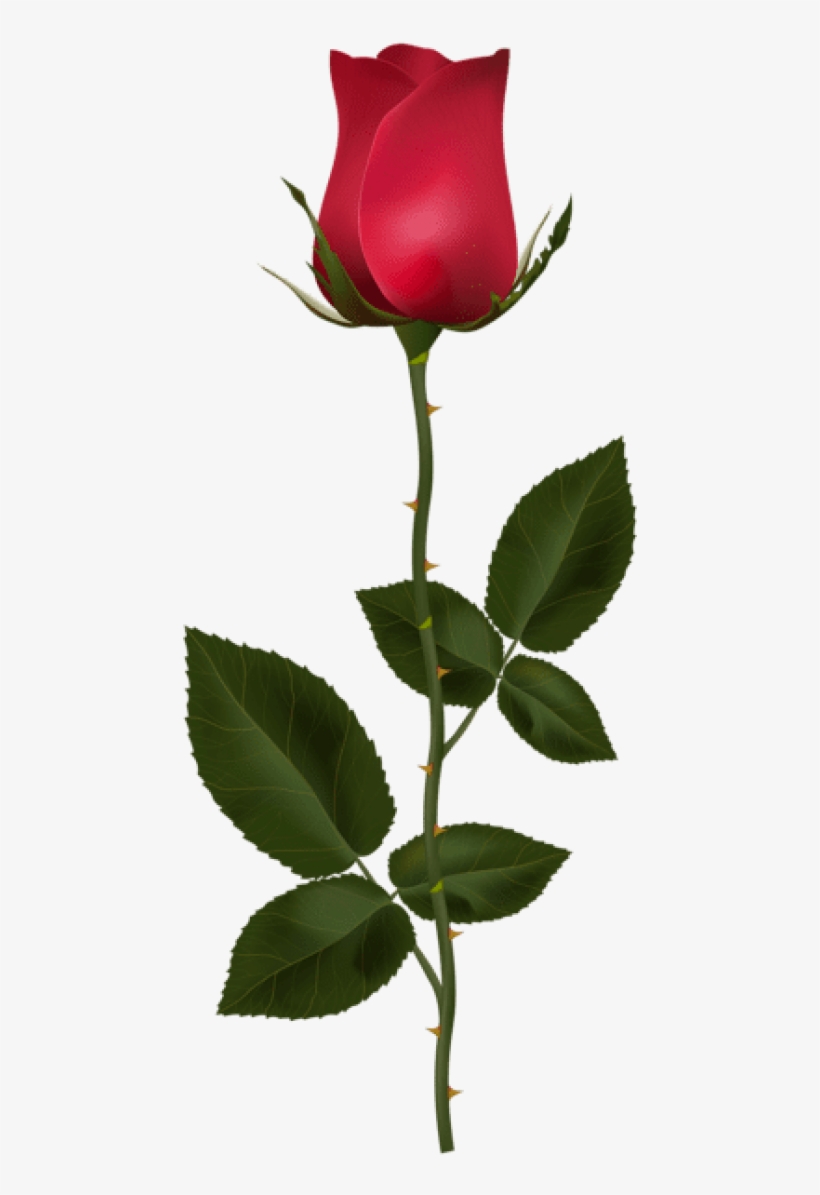 Free Png Download Red Rose With Stem Png Images Background - Rose With ...