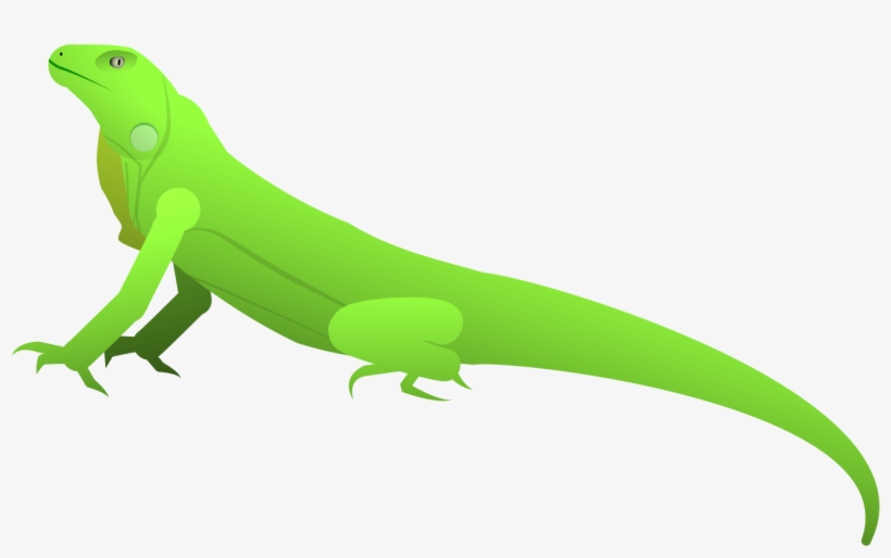 Iguana - Carolina Anole PNG Image | Transparent PNG Free Download on ...