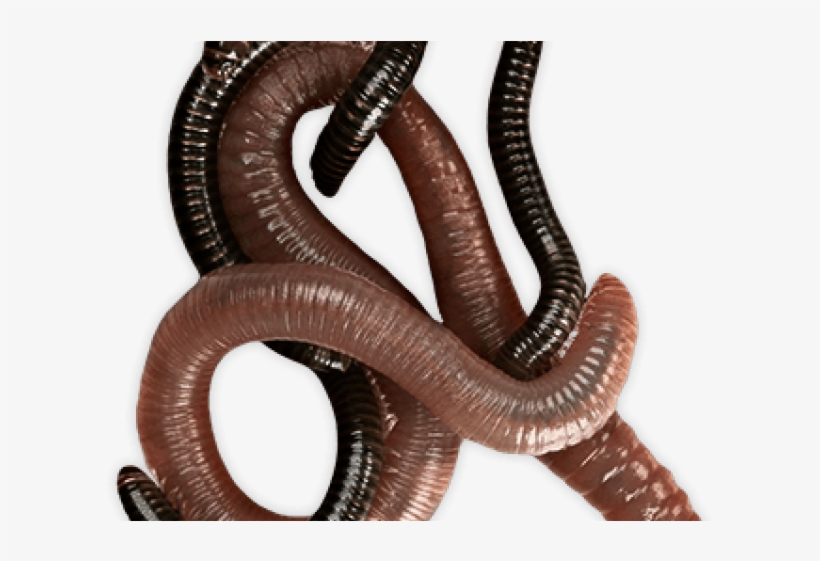 Download Worms Png Transparent Images - Worm | Transparent PNG Download ...