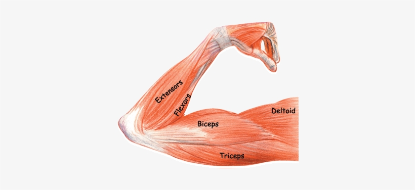 Download Featured - Labeled Arm Muscular System | Transparent PNG ...