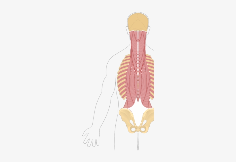 Download Unlabelled Image Of The Muscles Of The Back - Longissimus ...
