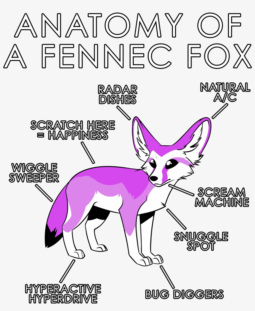Anatomy Of A Fennec - Anatomy Of A Fennec Fox PNG Image | Transparent ...