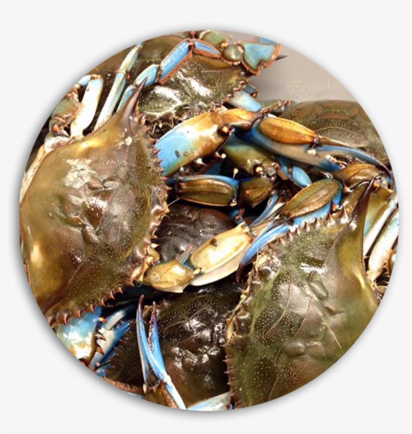 Fresh Blue Crabs Daily - Dungeness Crab PNG Image | Transparent PNG ...