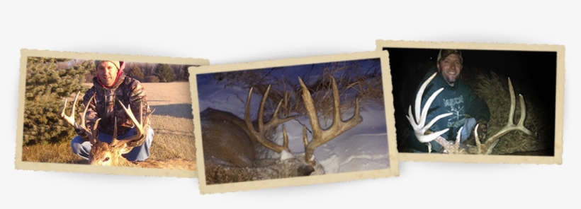 Download Home / Whitetail Hunts - Plywood | Transparent PNG Download ...