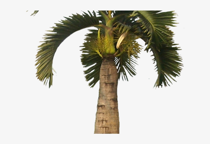 Drawn Palm Tree Tropical Tree - Borassus Flabellifer PNG Image ...