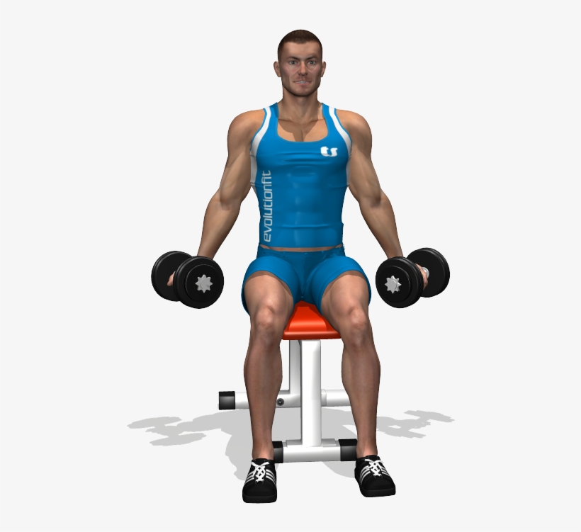 Bicep-curl Con Manubri Da Seduto - جلو بازو دمبل جفت نشسته PNG Image ...
