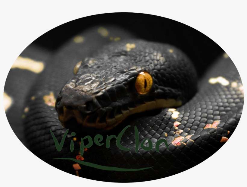 Viperclan Reborn - Black Snake Cover PNG Image | Transparent PNG Free ...