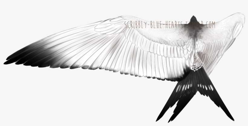 Bird Wings, Angel Wings, Bird Man, Bird People, Humanoid - Buzzard PNG ...