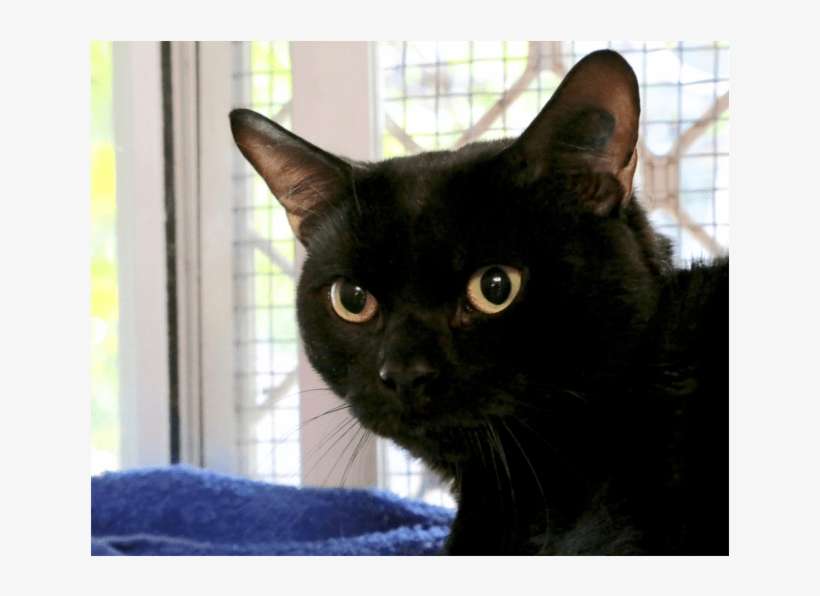 Photo Of Castiel - Black Cat PNG Image | Transparent PNG Free Download ...